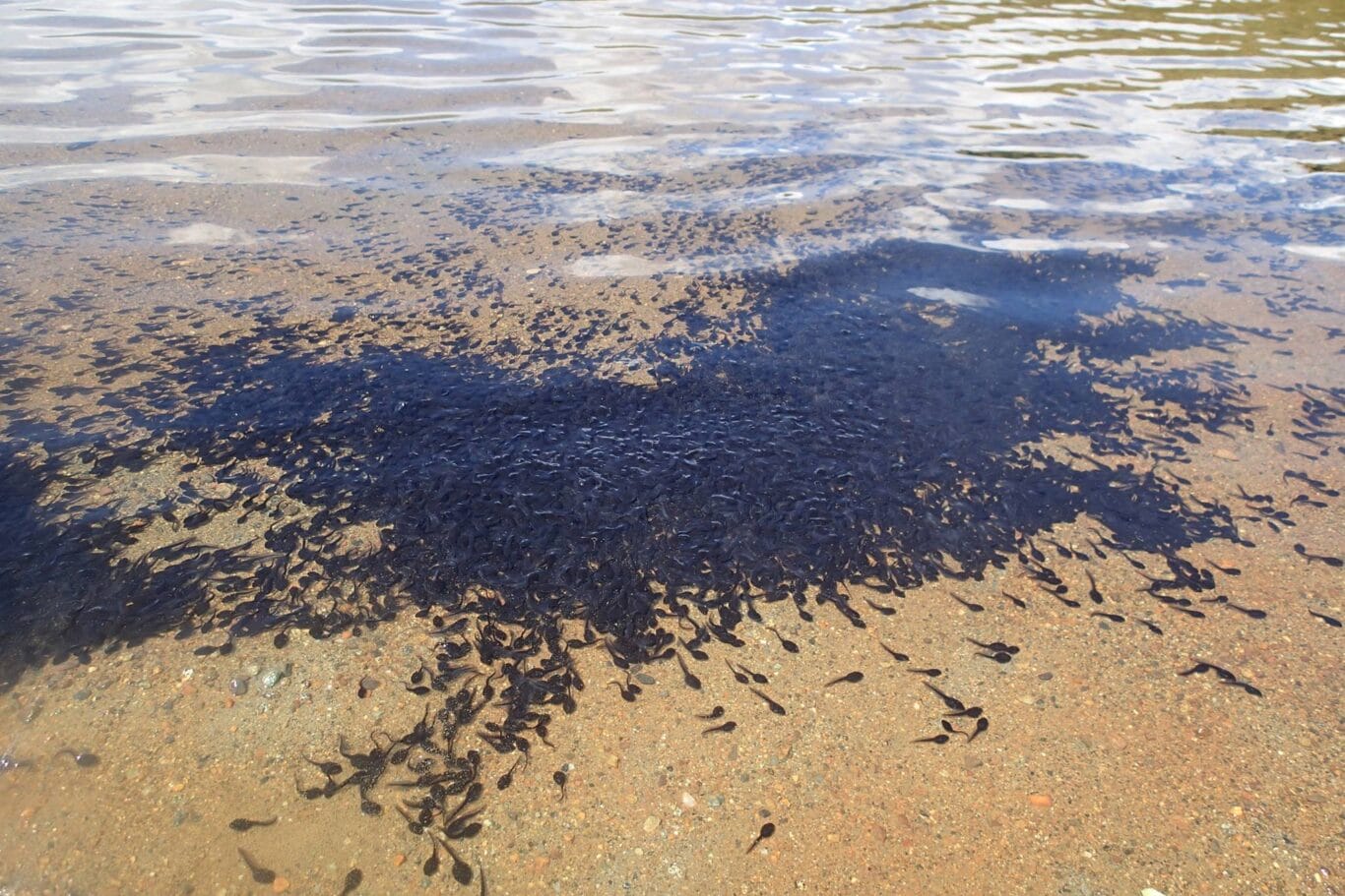 News | VIDEO: Dive into the secret life of Whistler’s Western Toads ...