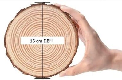 Can I cut a tree? | Resort Municipality of Whistler